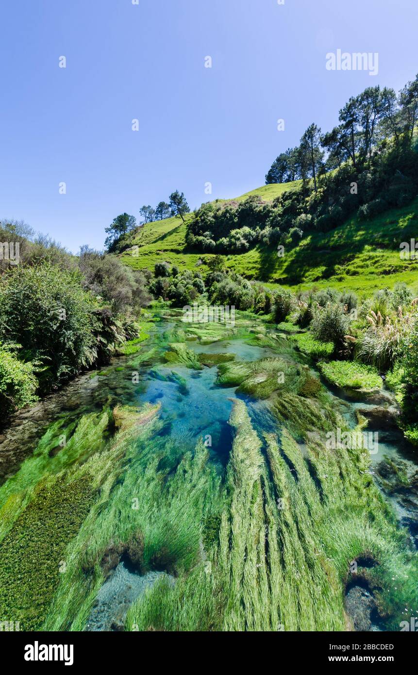 Blue Spring which is located at Te Waihou Walkway,Hamilton New Zealand ...