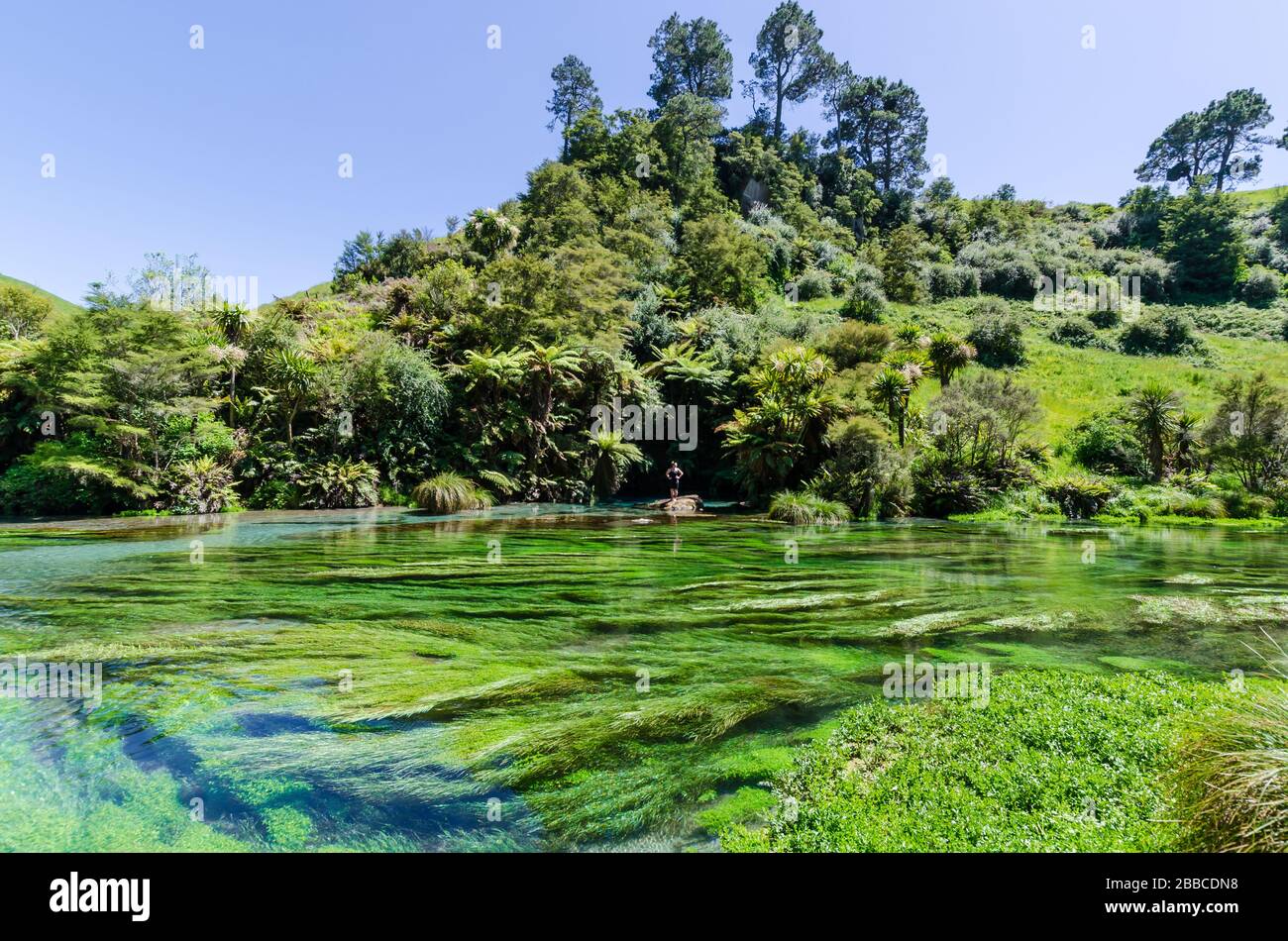 Blue Spring which is located at Te Waihou Walkway,Hamilton New Zealand ...