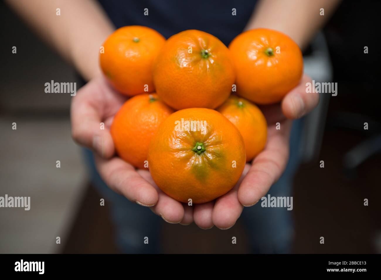Close up of hands holding oranges, close up shot focusing on one orange ...