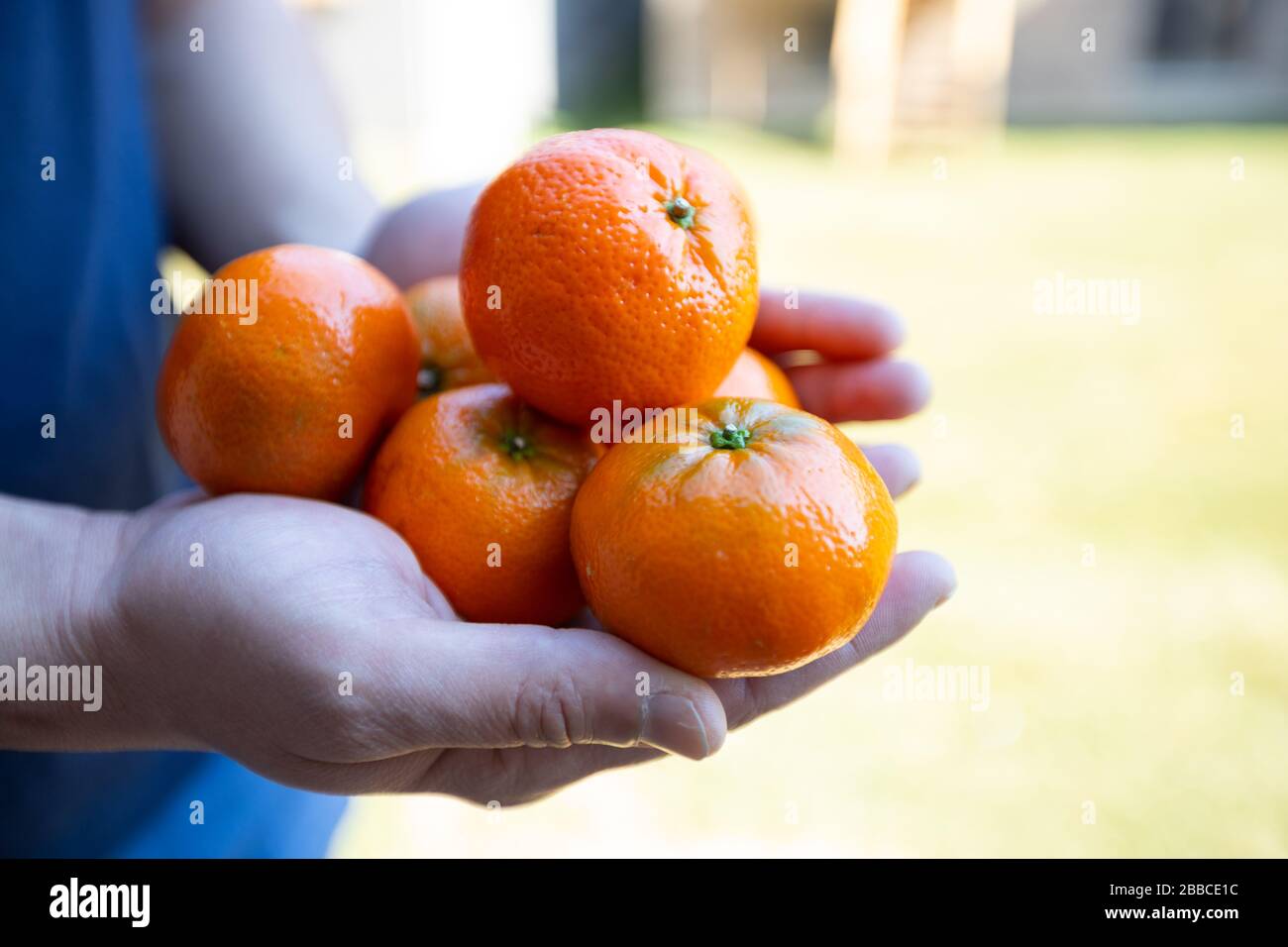 Hands holding oranges, side view close up shot focusing on one orange ...