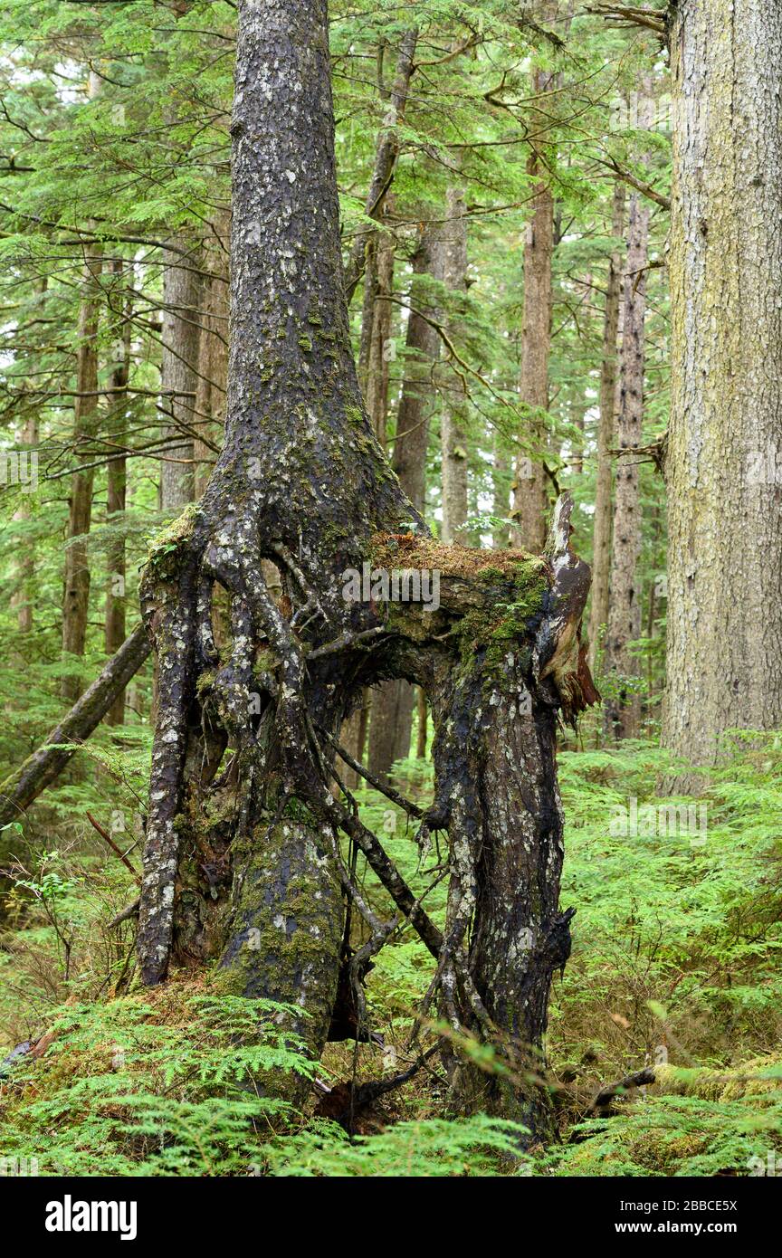 Spruce grown from old stump that has now decayed, Haida Gwaii, Formerly ...