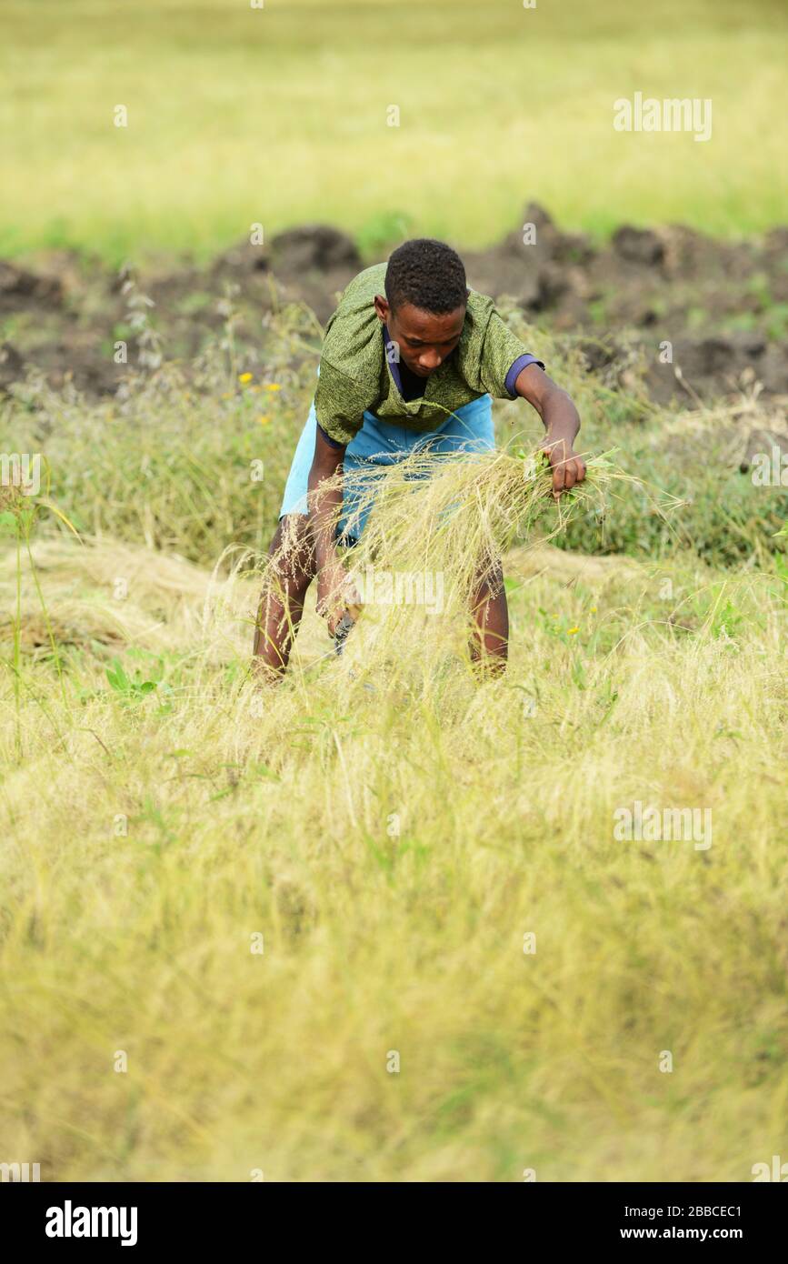 Teff harvest in Ethiopia Stock Photo - Alamy