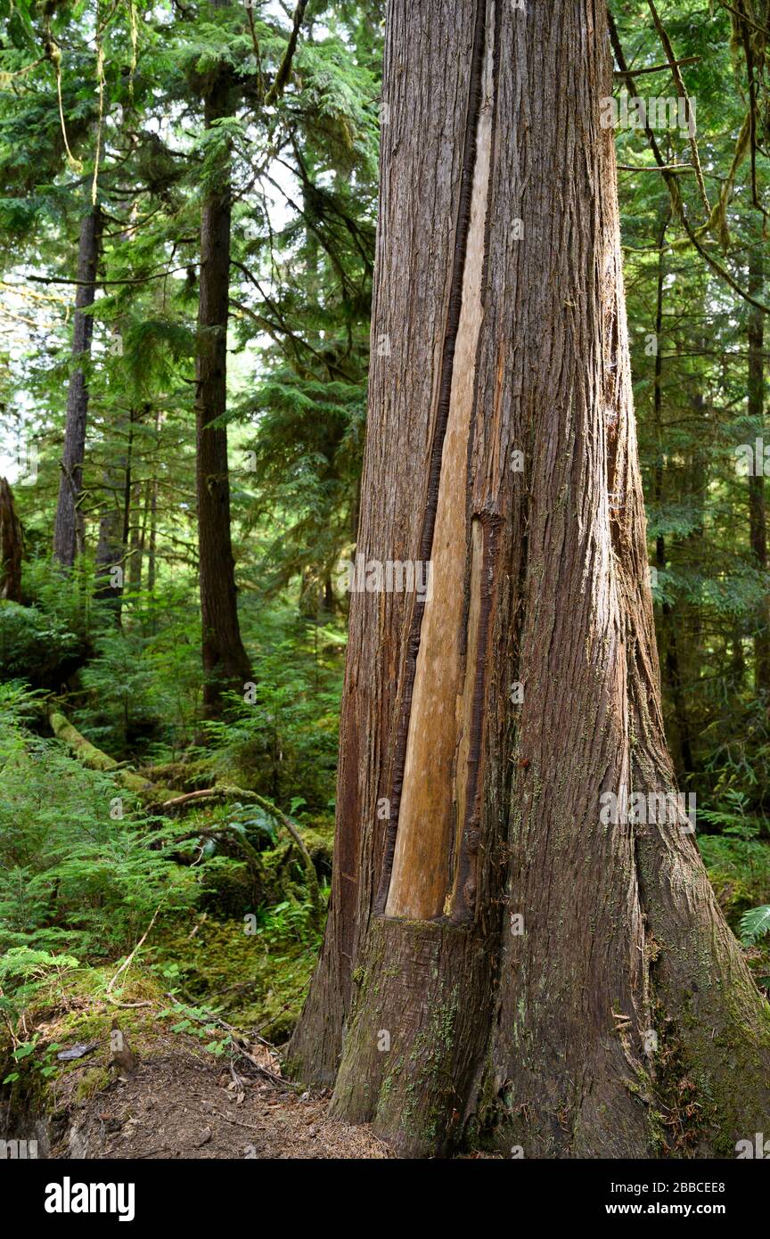 Culturally Modified Tree, CMT, Golden Spruce Trail, Haida Gwaii ...
