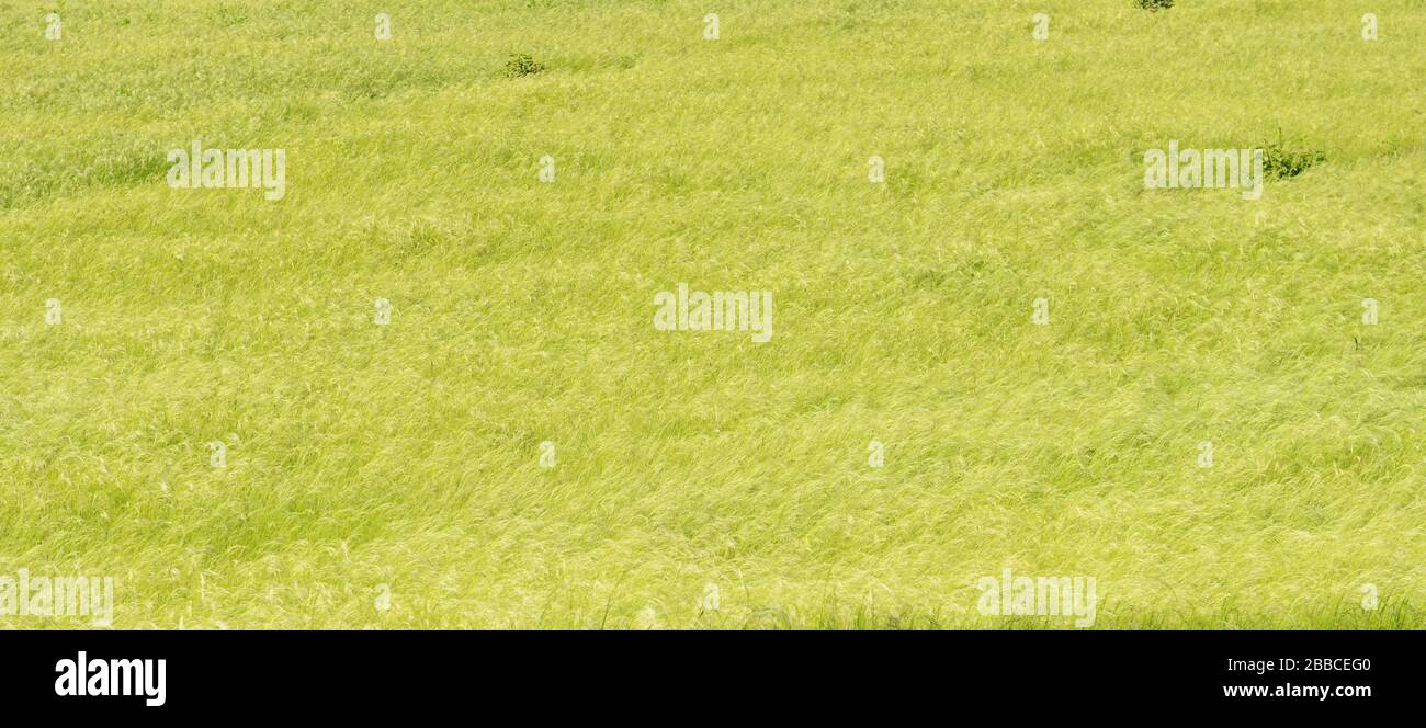 Teff fields hi-res stock photography and images - Alamy