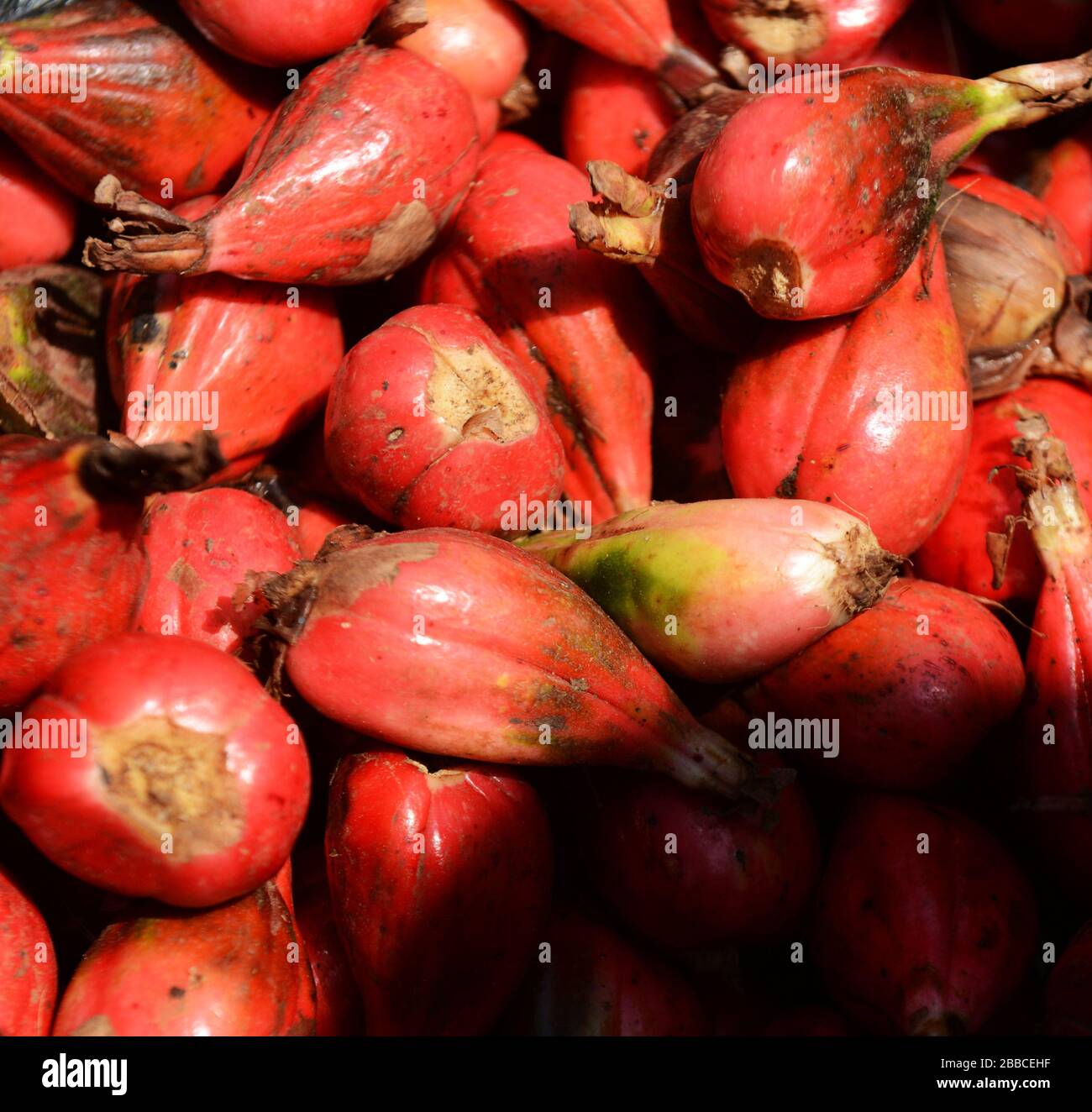 Ethiopian cardamom fruits sold at the vibrant Jimma market in Ethiopia ...