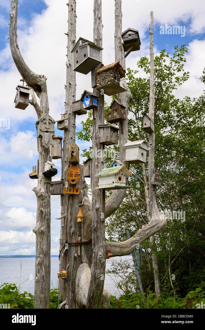 Birdhouses on old cedar at Port Clements, Haida Gwaii, Formerly known ...