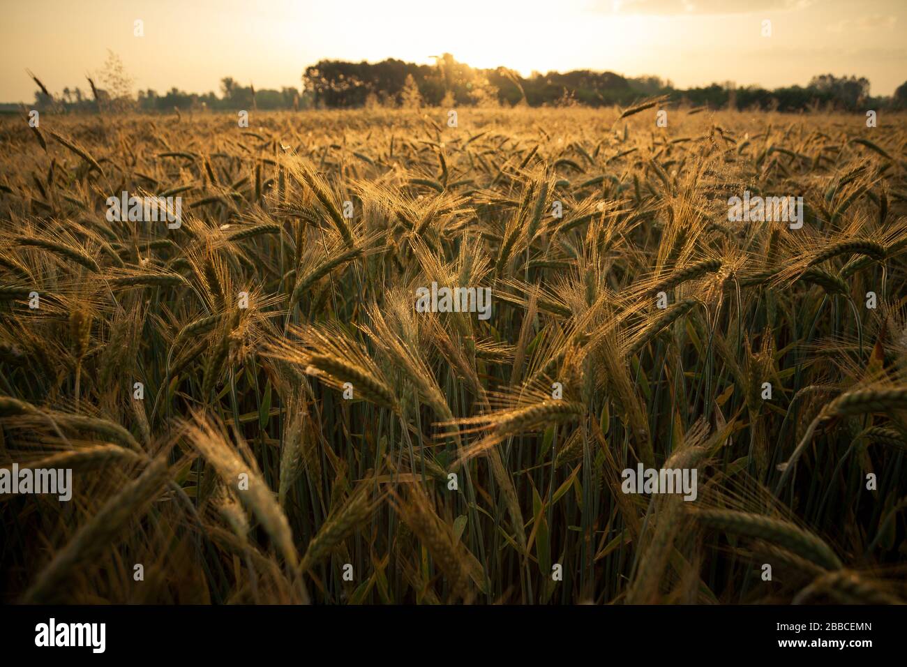 Wheat field in the early morning. Golden ears of wheat sunlit. Wheat ...