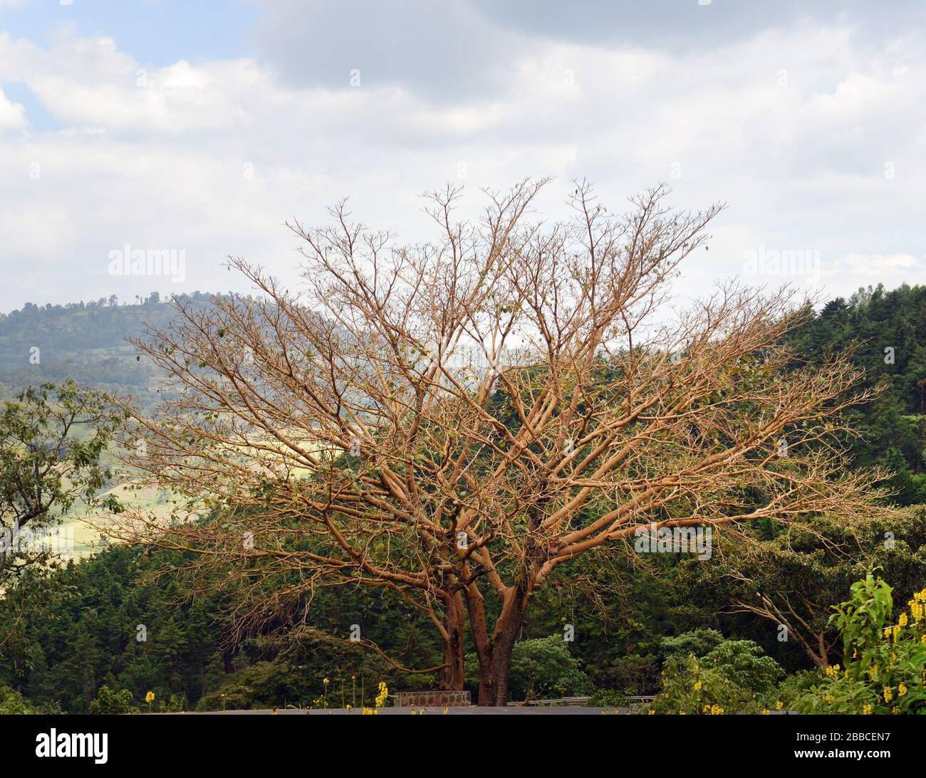 Leafless tree hi-res stock photography and images - Alamy