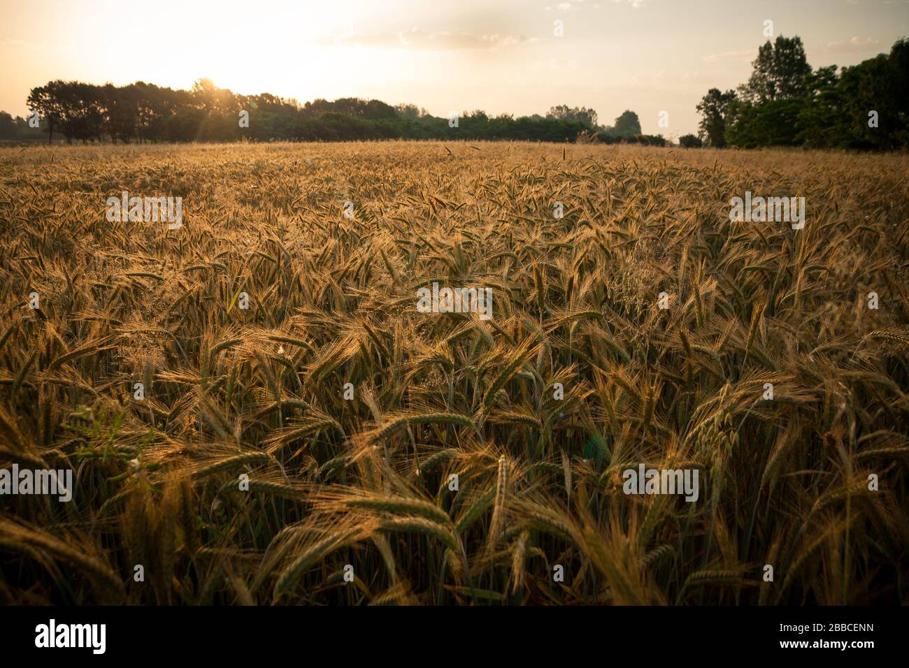 Wheat field in the early morning. Golden ears of wheat sunlit. Wheat ...