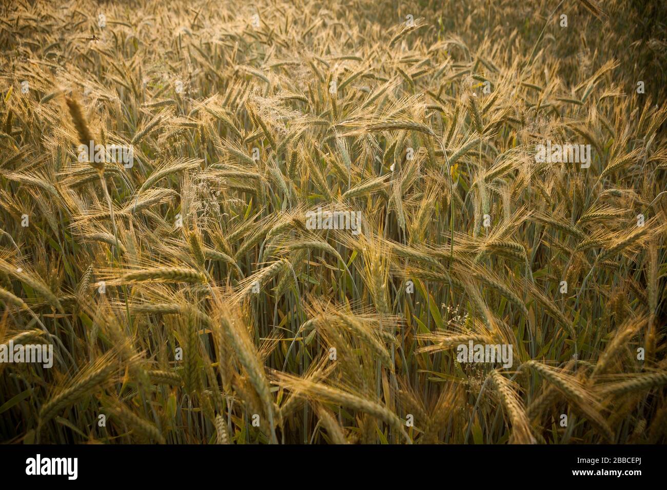 Early growth wheat field hi-res stock photography and images - Alamy