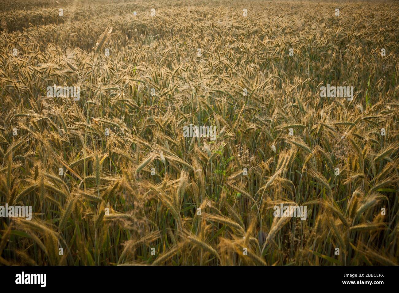Wheat field in the early morning. Golden ears of wheat sunlit. Full ...