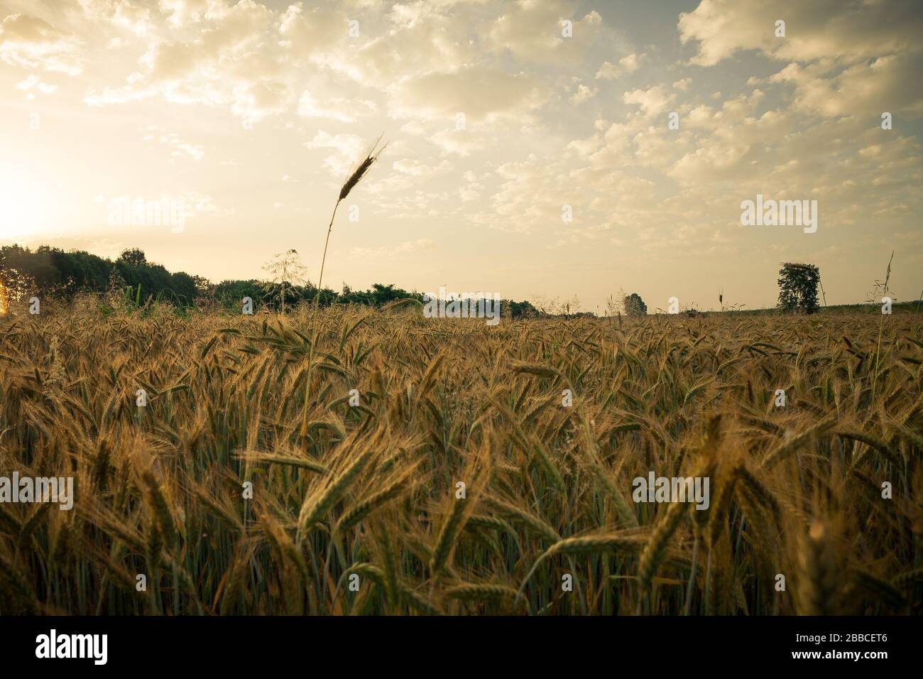 Wheat field in the early morning. Golden ears of wheat sunlit. Wheat ...