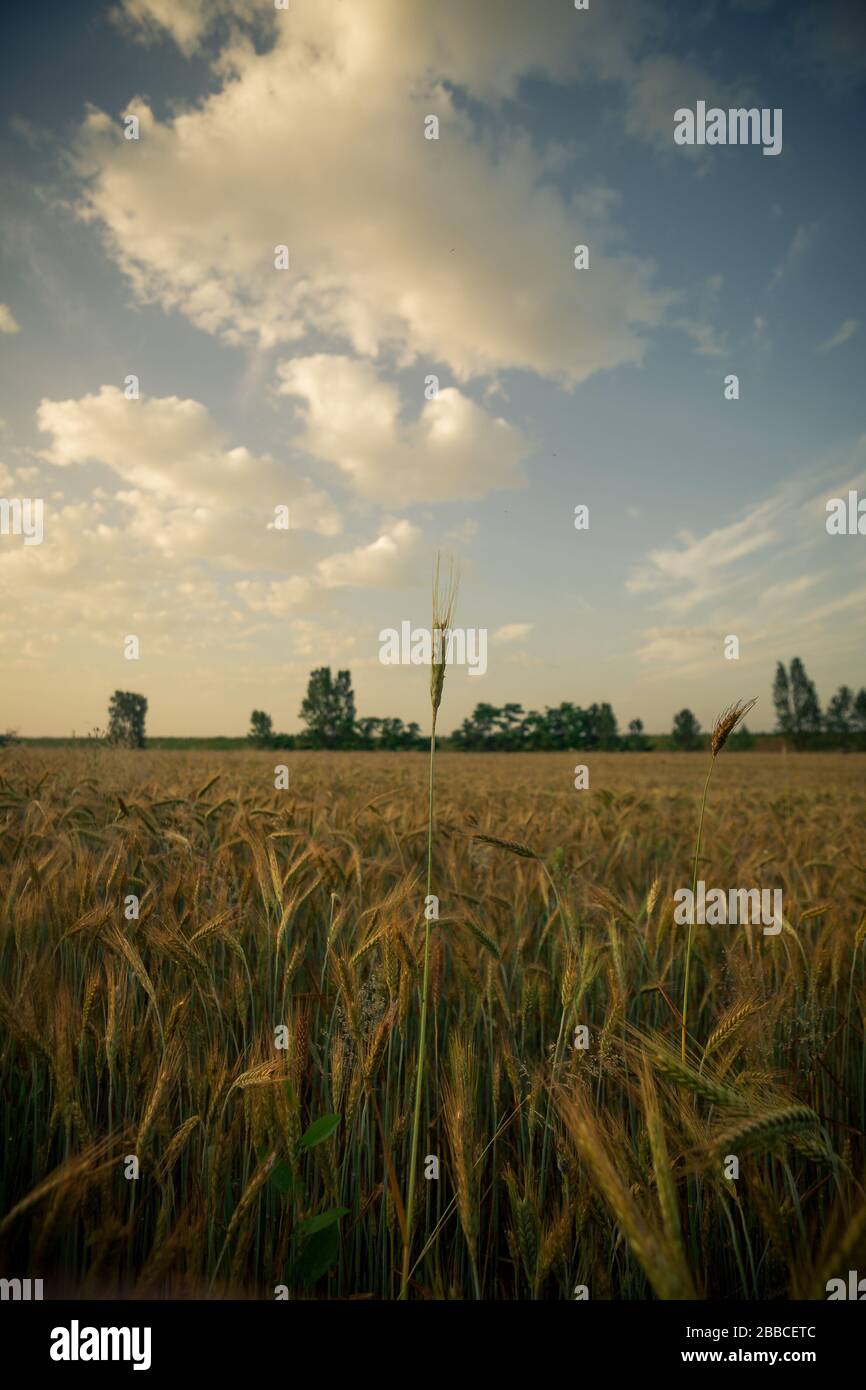 Wheat field in the early morning. Golden ears of wheat sunlit. Wheat ...