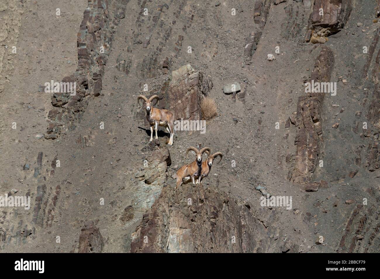 Ladakh Urial or Ovis vignei vignei in Ladakh Himalaya India during ...