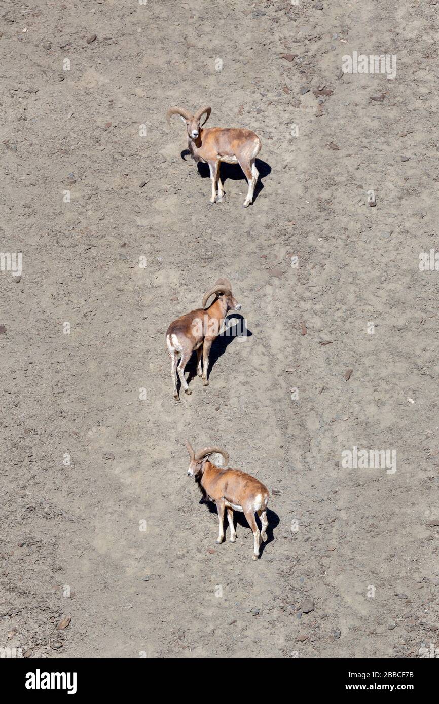 Ladakh Urial or Ovis vignei vignei in Ladakh Himalaya India during ...