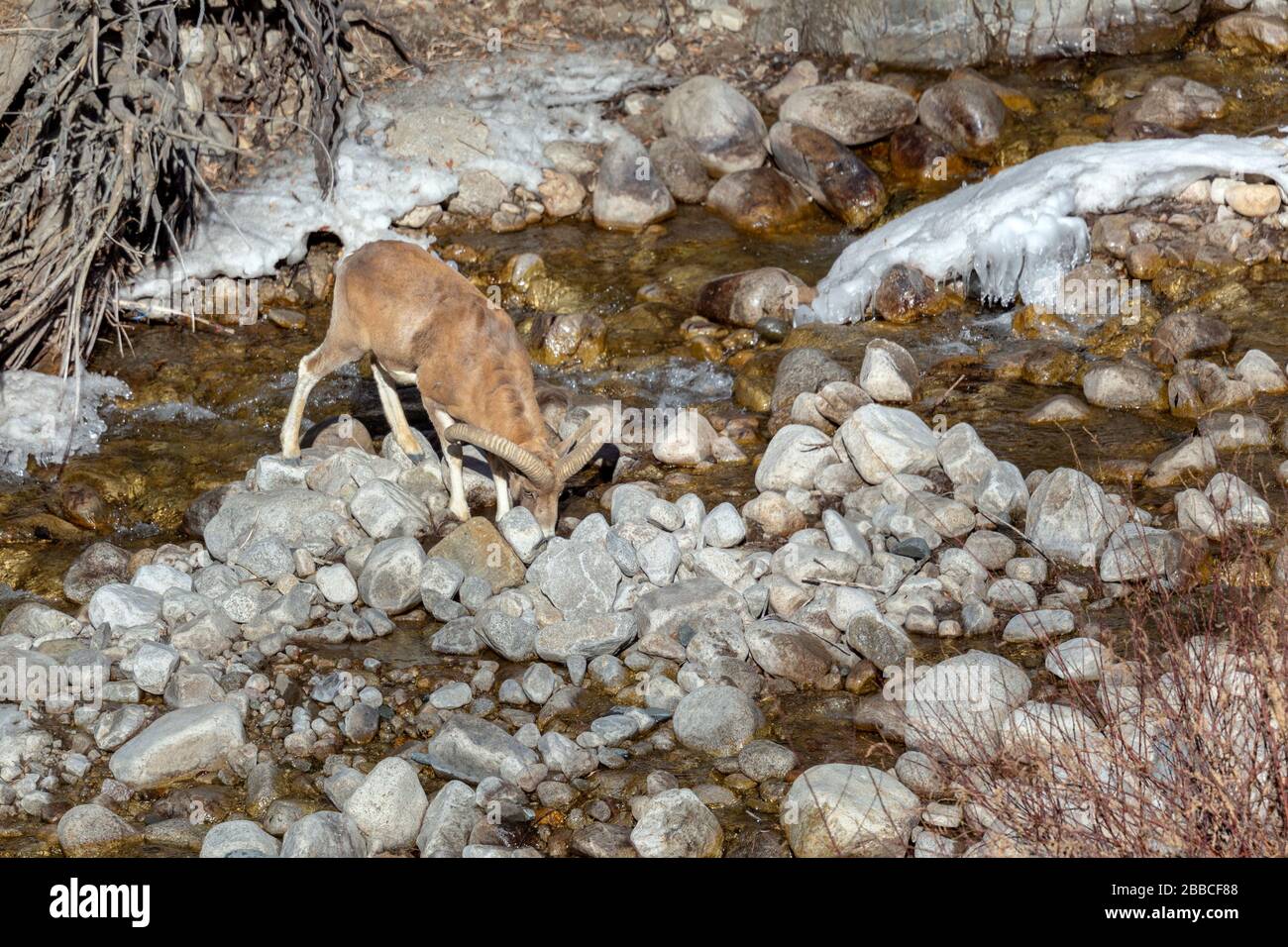 Ladakh Urial or Ovis vignei vignei in Ladakh Himalaya India during ...