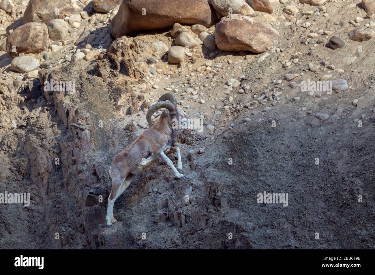 Ladakh Urial or Ovis vignei vignei in Ladakh Himalaya India during ...