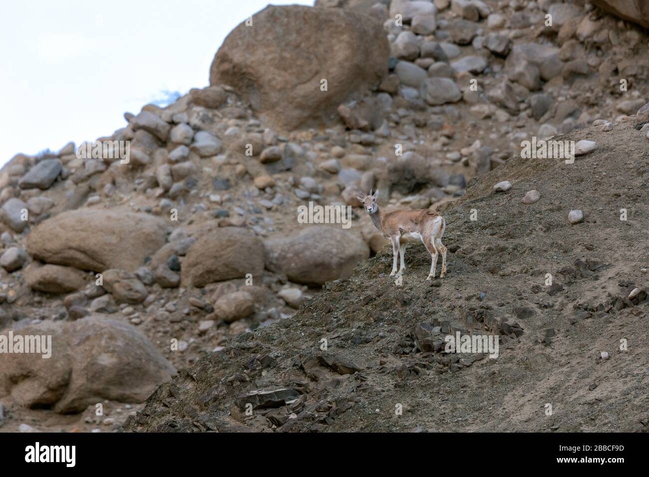 Ladakh Urial or Ovis vignei vignei in Ladakh Himalaya India during ...