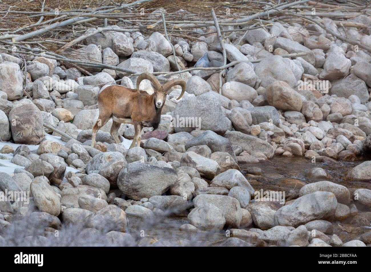 Ladakh Urial or Ovis vignei vignei in Ladakh Himalaya India during ...