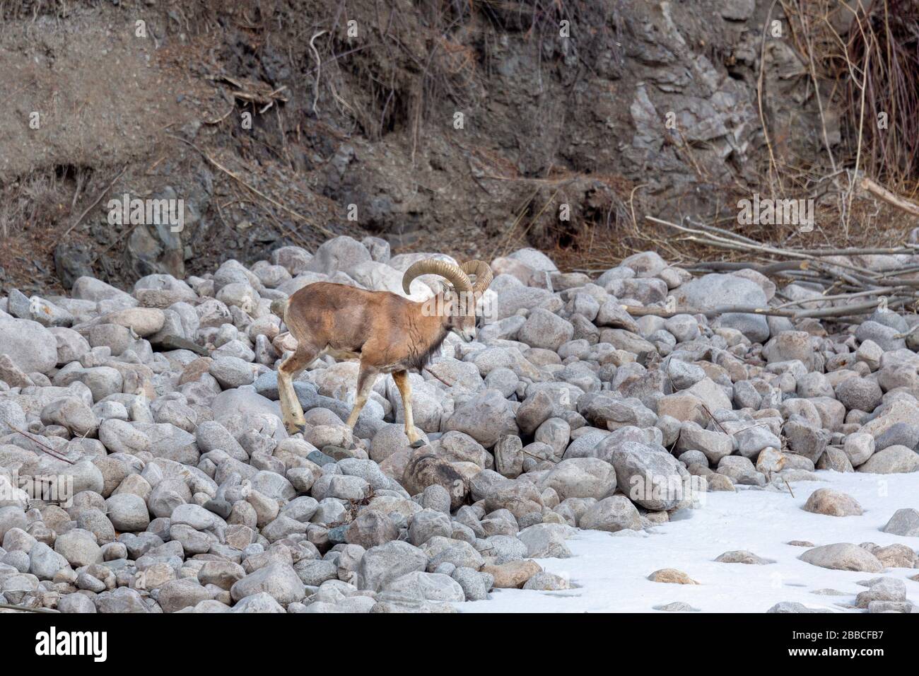 Ladakh Urial or Ovis vignei vignei in Ladakh Himalaya India during ...