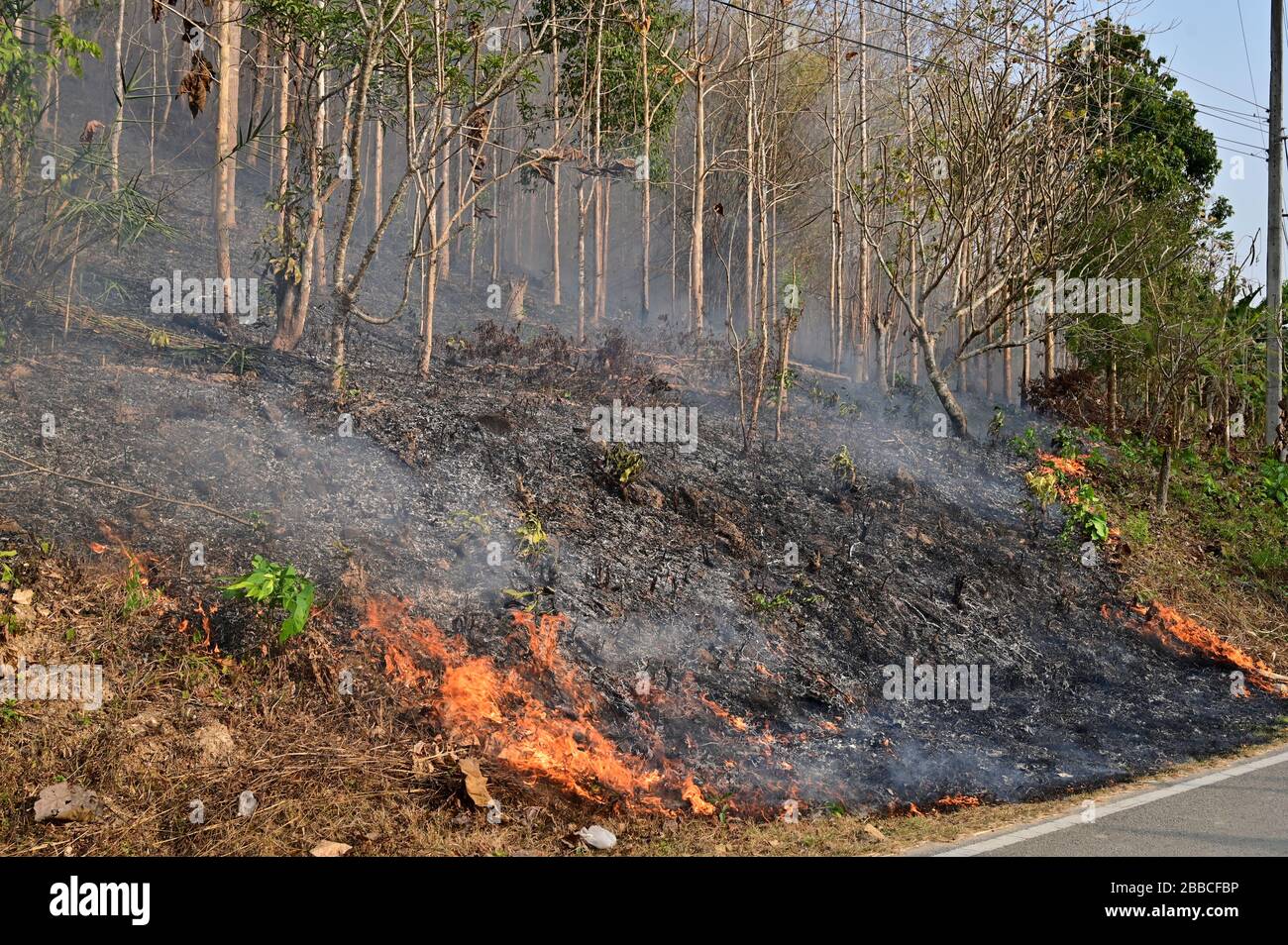 Roadside Forest fires Stock Photo - Alamy