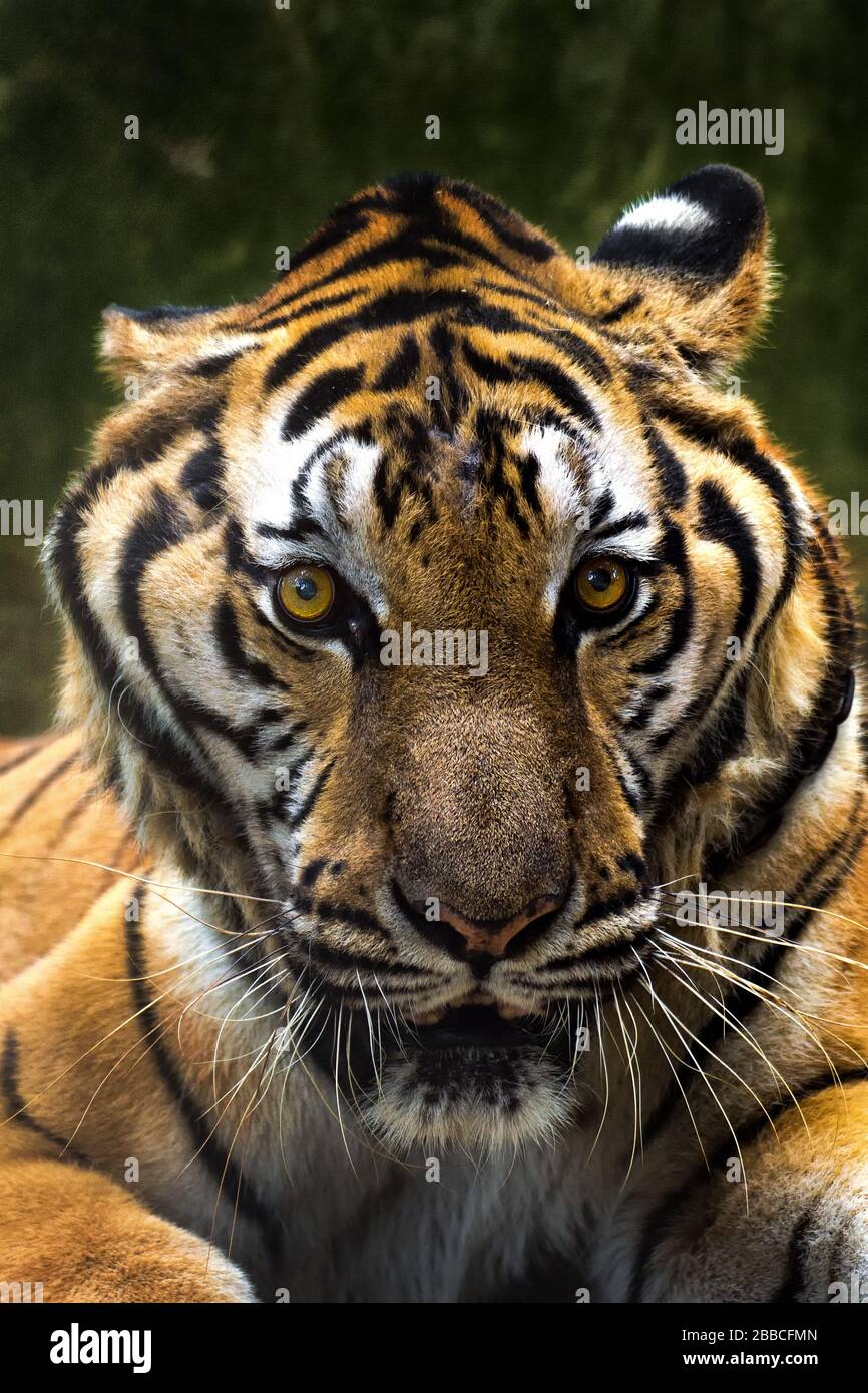 Sumatran tiger face tigers hi-res stock photography and images - Alamy