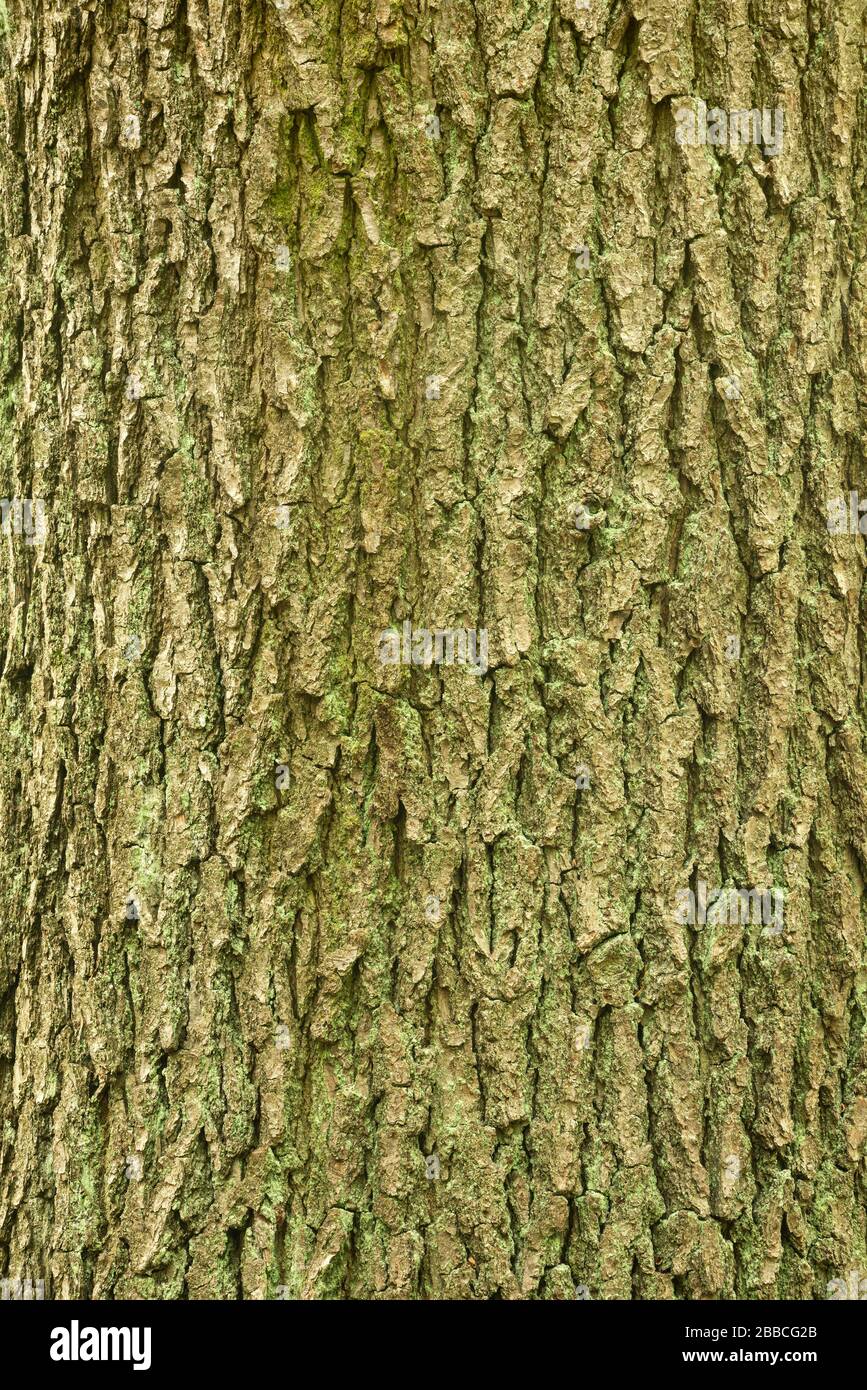 Bark of a Oak (quercus), background, Germany Stock Photo - Alamy