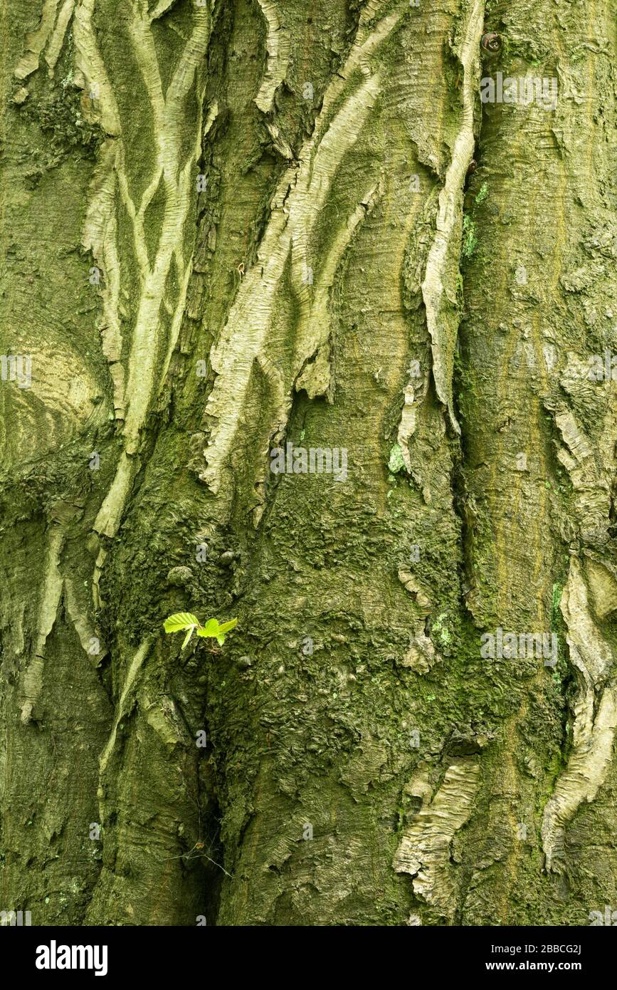 Bark of a big old beech (Fagus sylvatica), small branch with tender ...