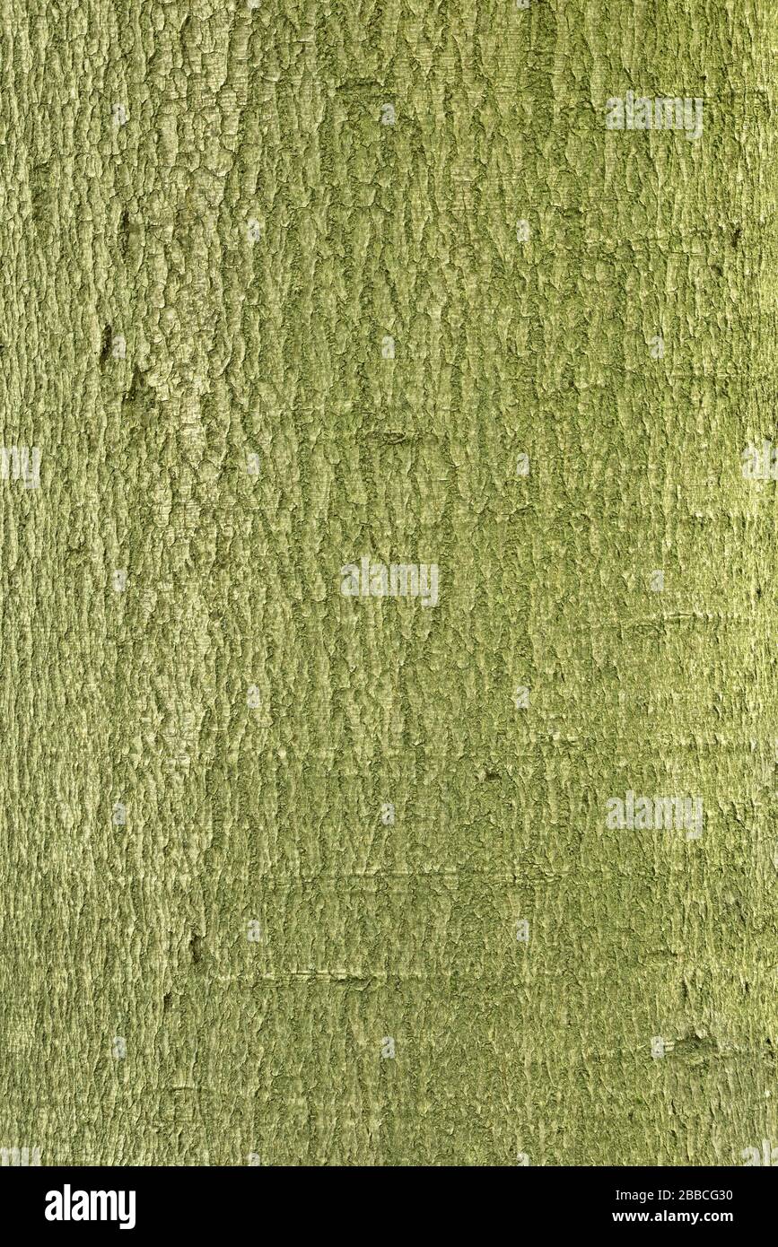 Bark of a large old beech (Fagus sylvatica), background, Germany Stock ...