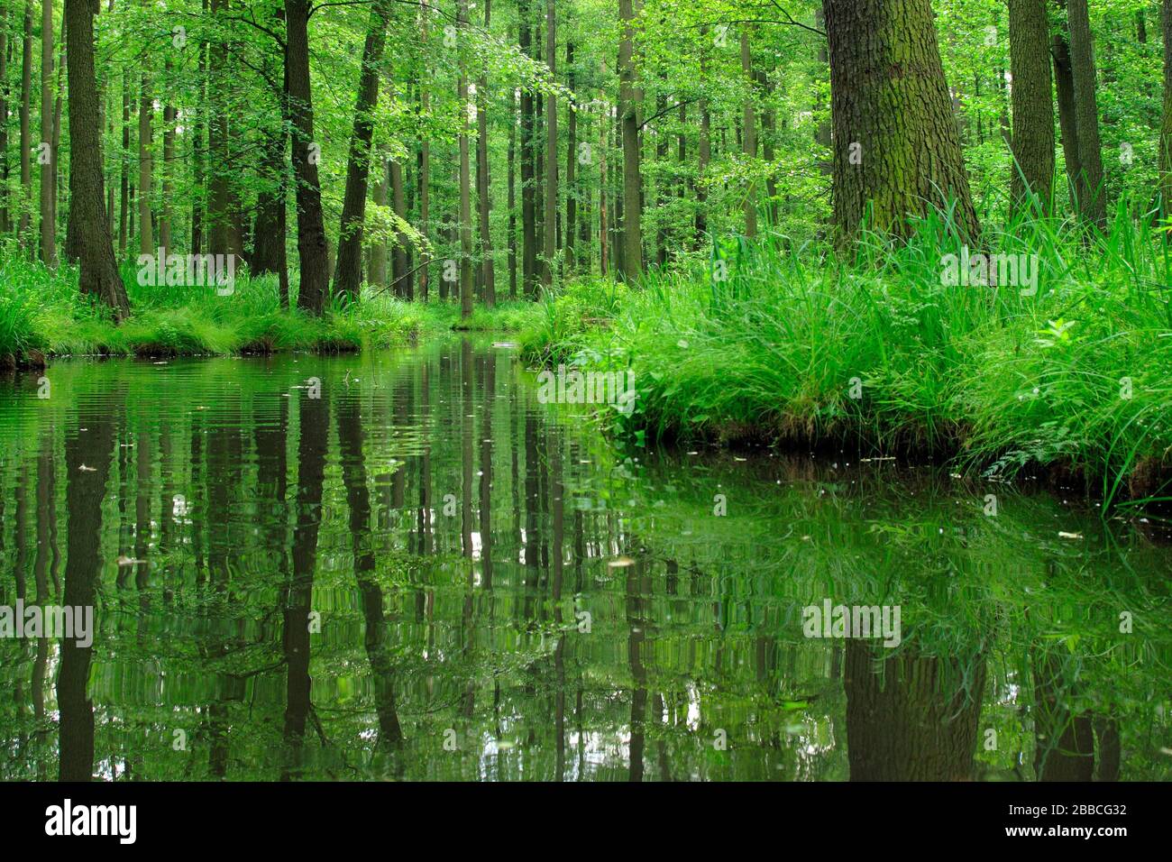 Spreewald, dense forest reflected in the water of a river, Brandenburg ...