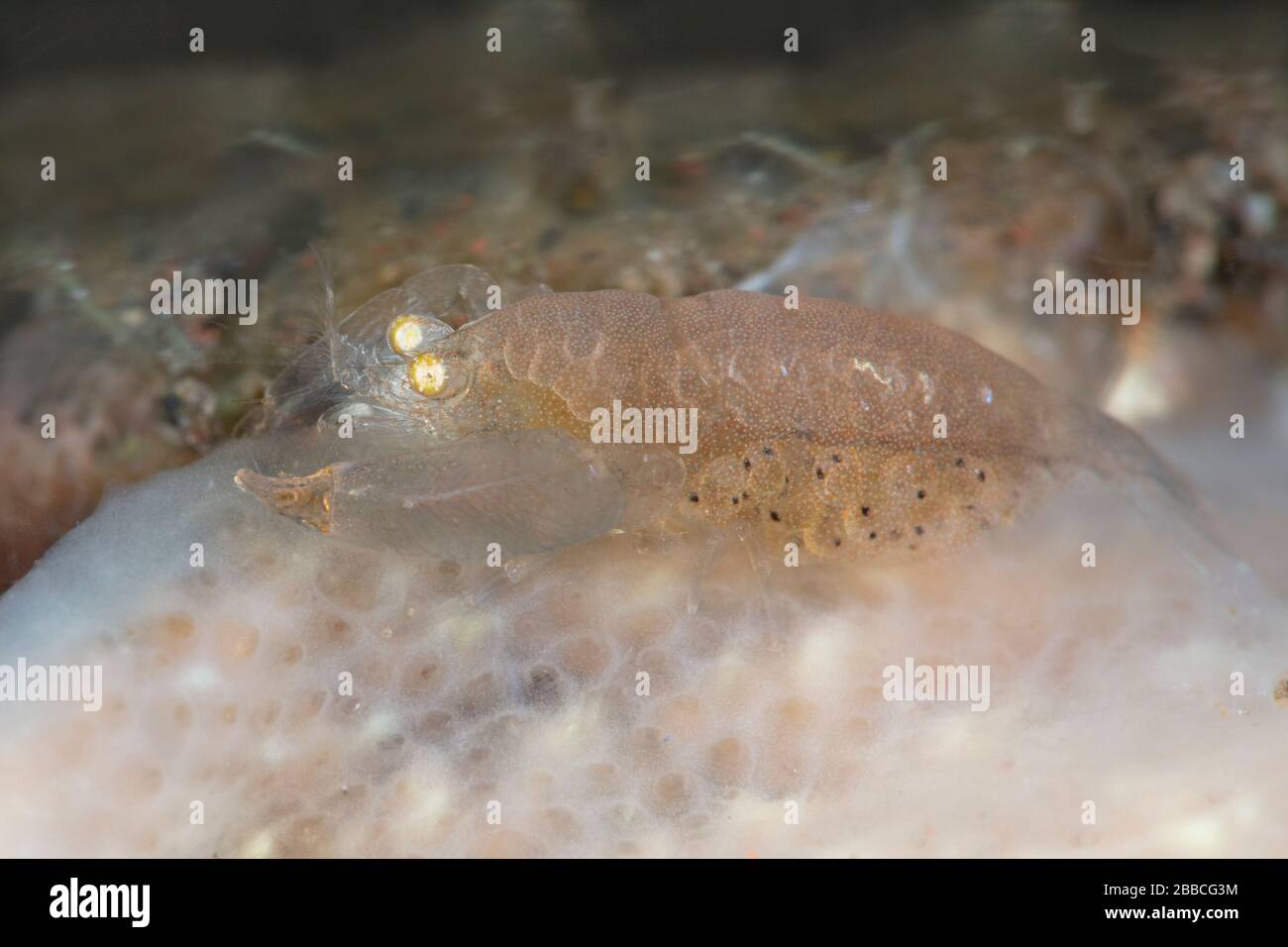 Snapping Shrimp with eggs. Underwater macro photography from Tulamben ...
