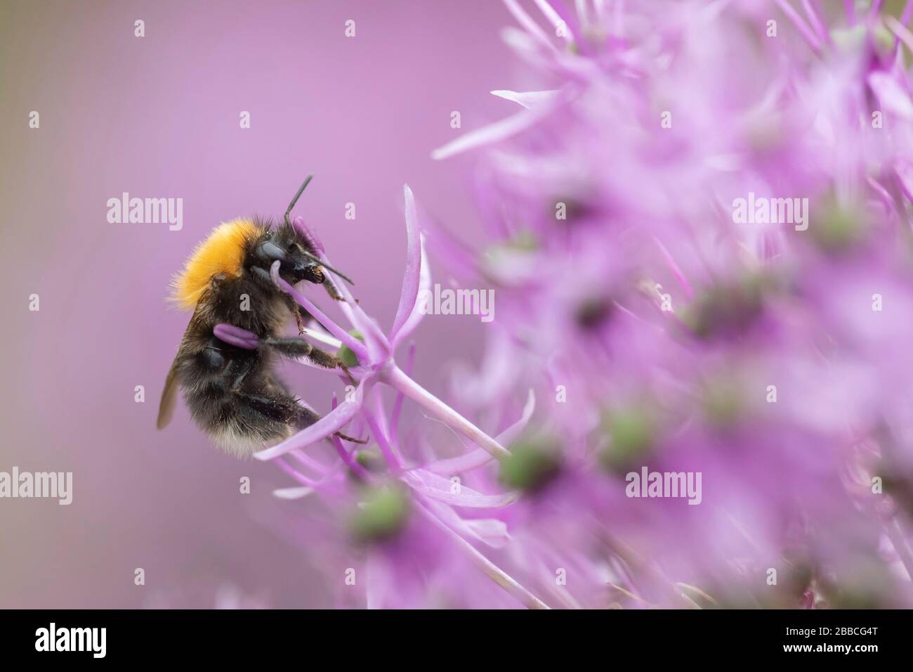 Tree bumblebee (Bombus hypnorum) on a purple flower, round-headed leek ...