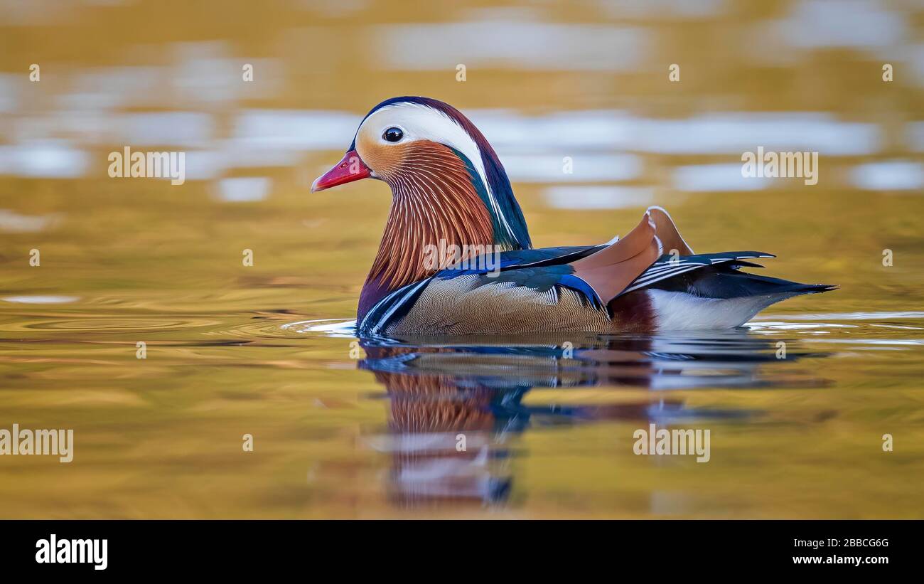 Mandarin duck (Aix galericulata) floating drake, Saxony-Anhalt, Germany ...