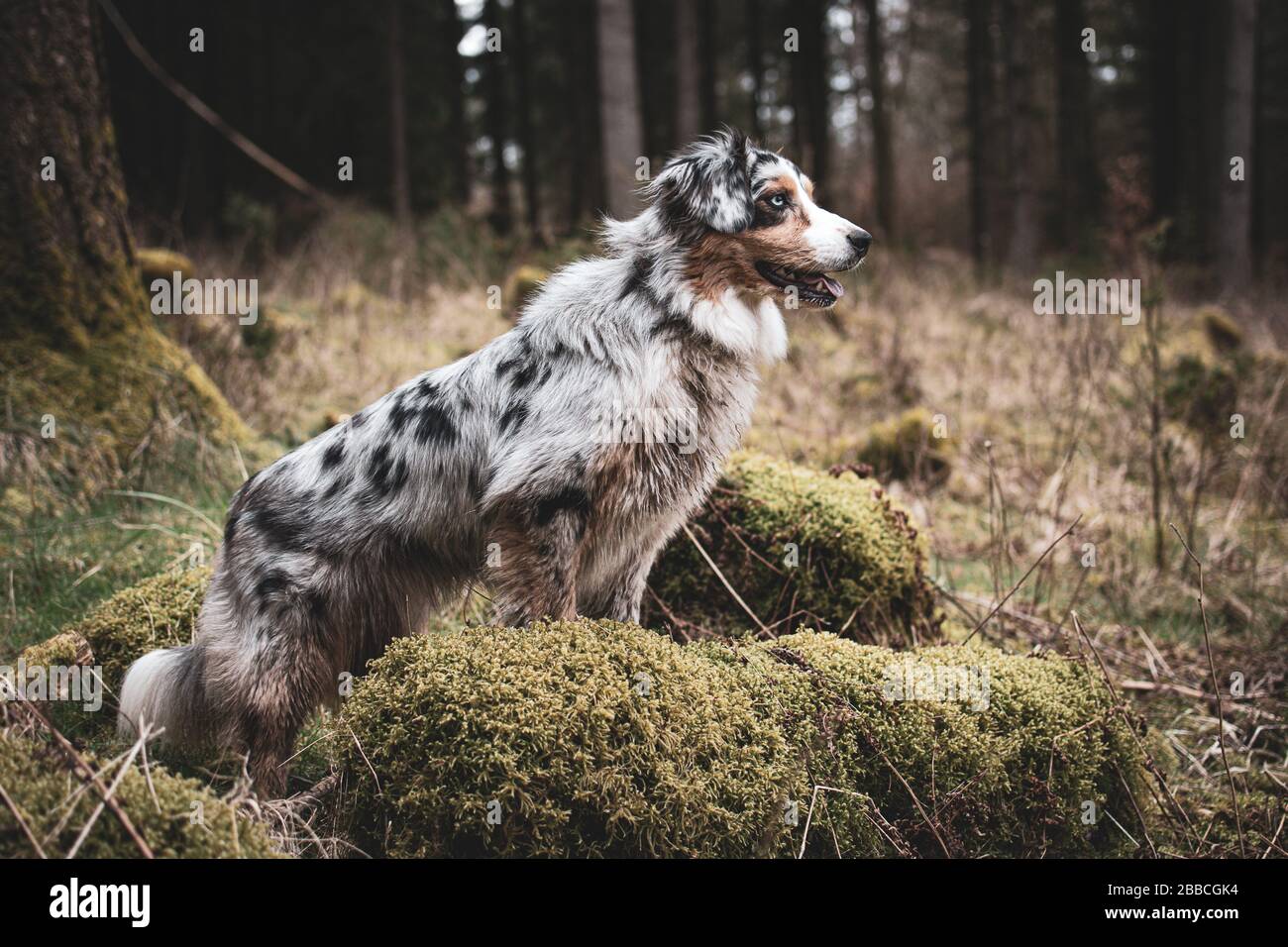 Beautiful young Australian Shepherd in the forest looking sideways ...