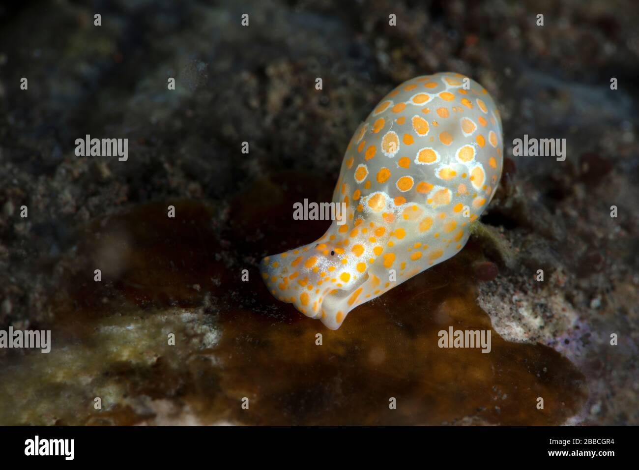 Yellow-Spotted Bubble Snail (Haminoea sp). Underwater macro photography ...