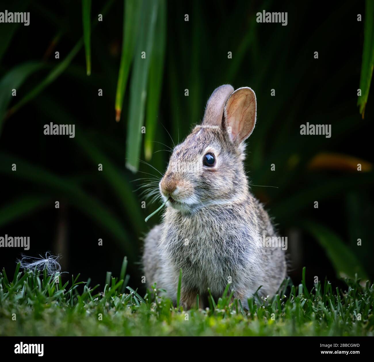 Eastern Cottontail Rabbit, (Sylvilagus floridanus), eating grass ...