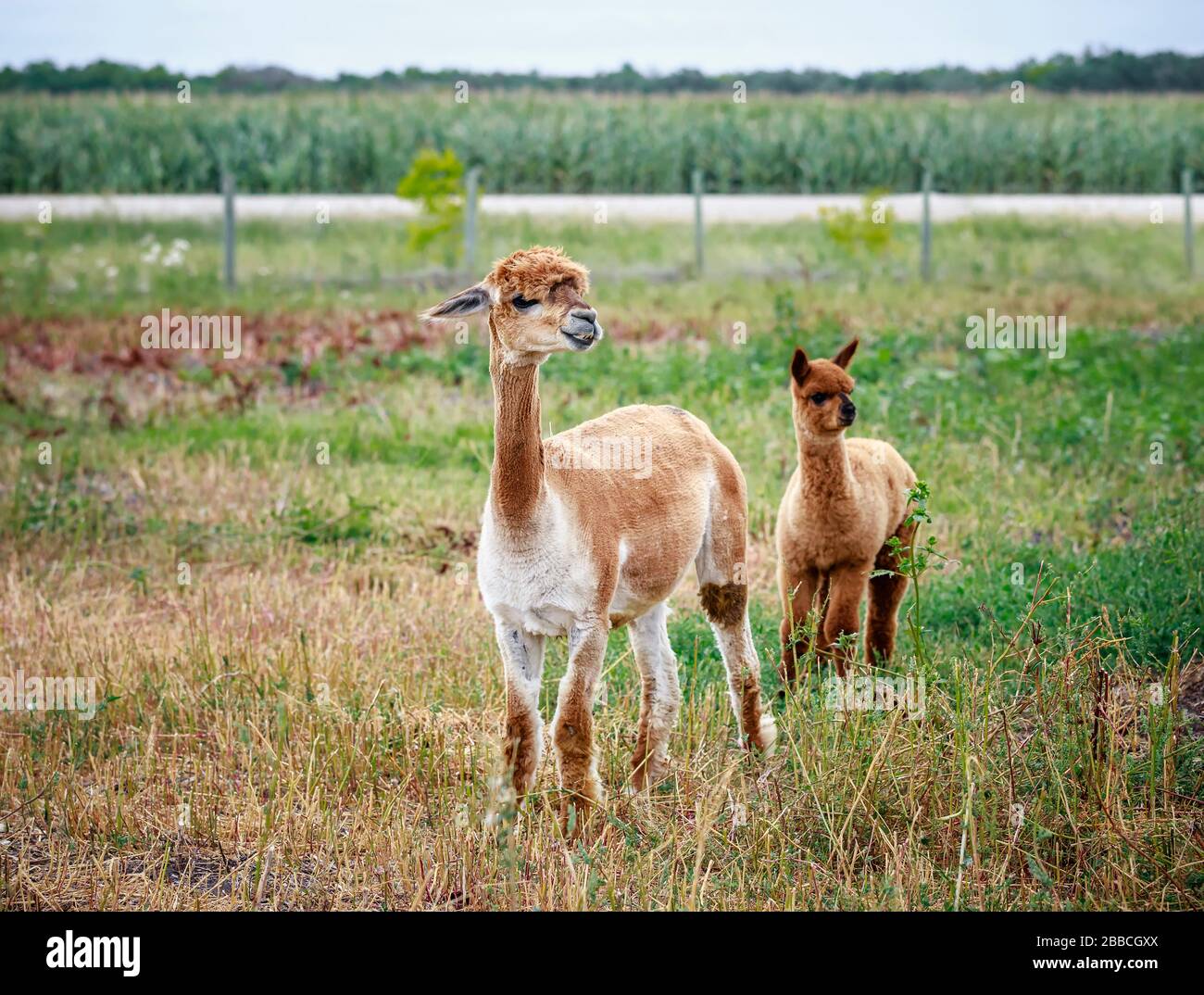 Ken gillespie hi-res stock photography and images - Alamy