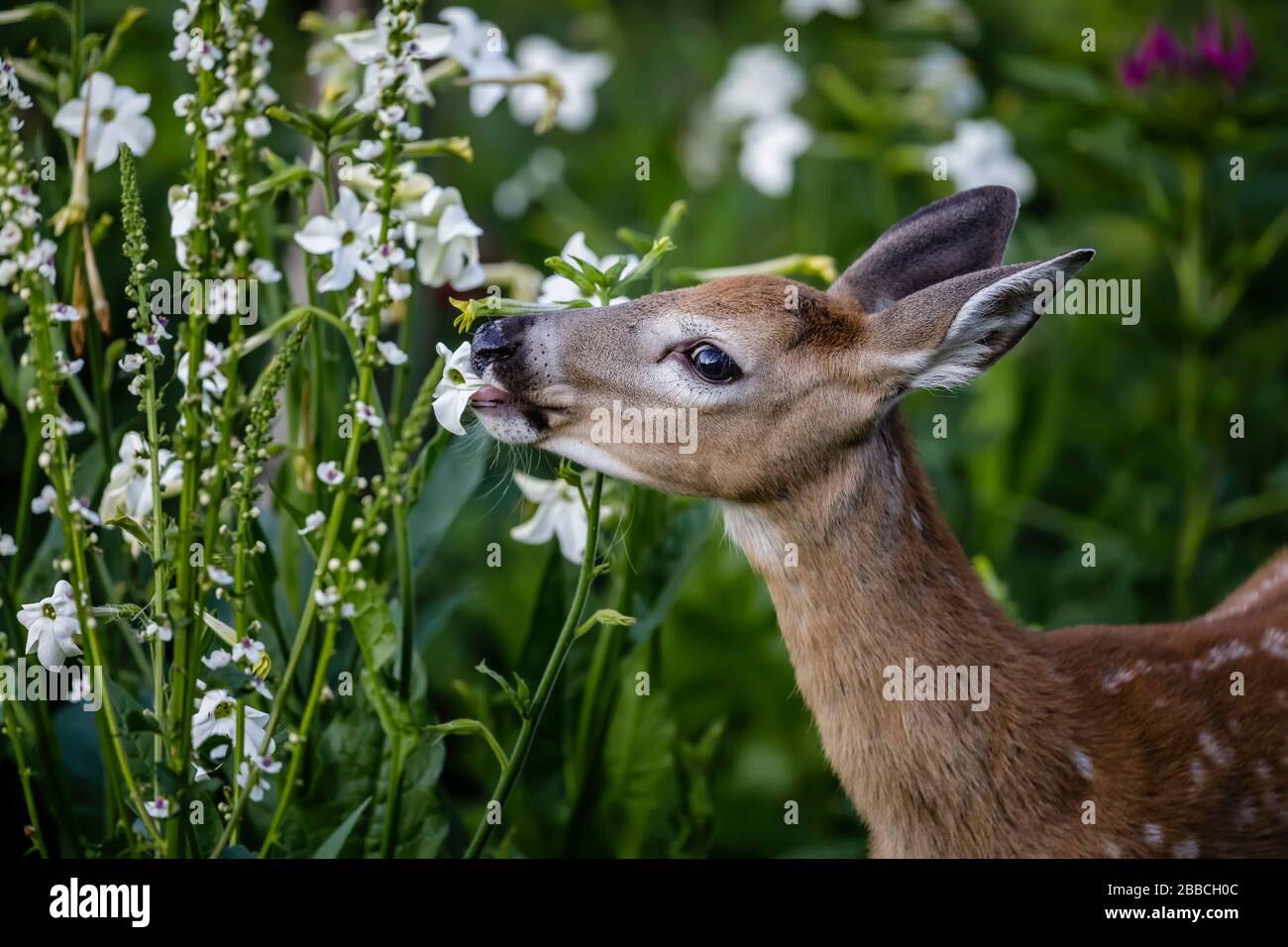 Fawn head hi-res stock photography and images - Alamy