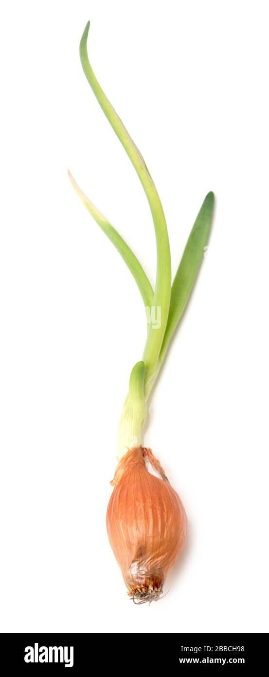 Onion isolated on white background Stock Photo - Alamy