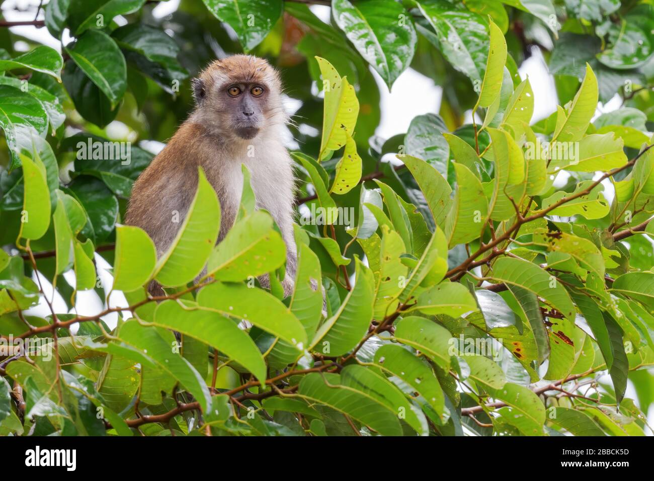 Long-tailed Macaque - Macaca fascicularis, common monkey from Southeast ...
