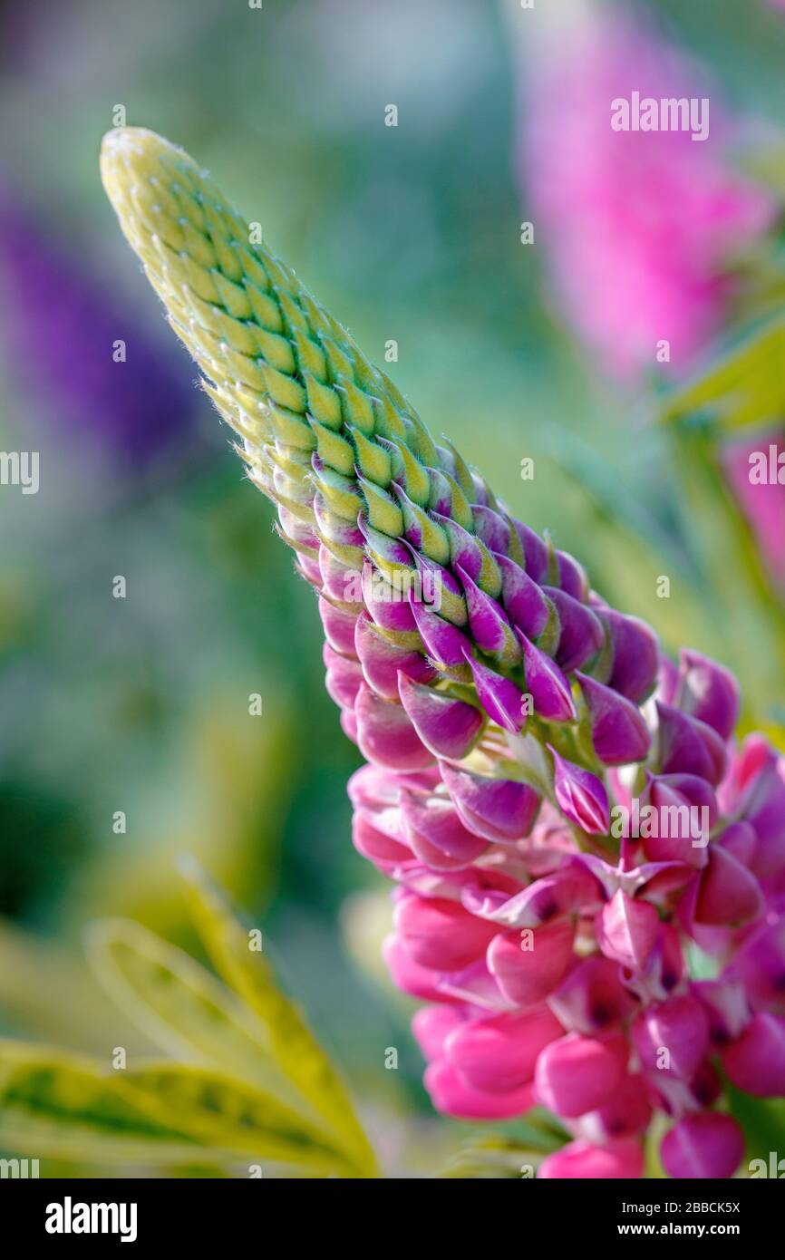 Lupin flower spike hi-res stock photography and images - Alamy