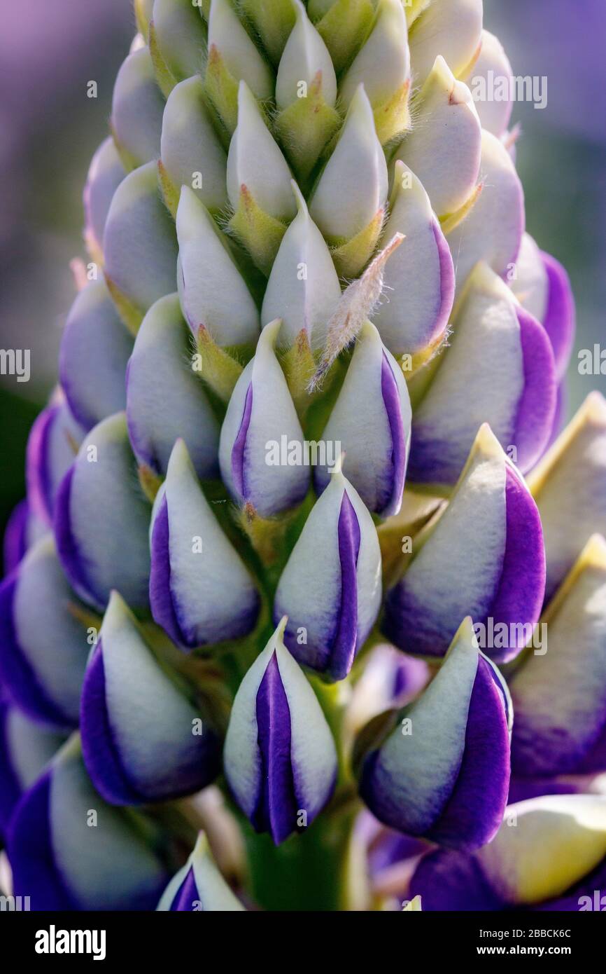 Lupin flower spike hi-res stock photography and images - Alamy