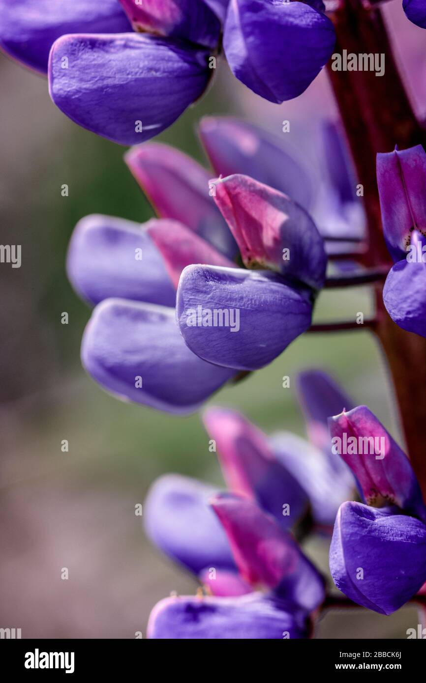 Lupin flower spike hi-res stock photography and images - Alamy