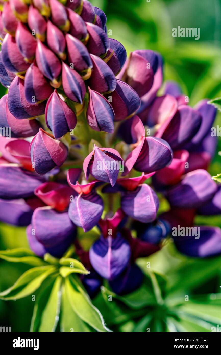 Lupin flower spike hi-res stock photography and images - Alamy