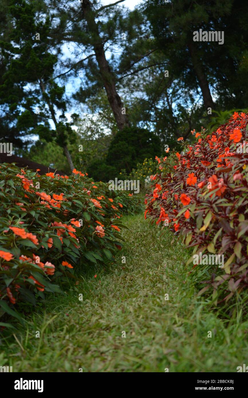 Red Flower Trail Stock Photo - Alamy