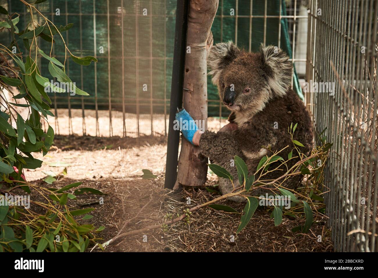 Severely injured koalas recovering at the Kangaroo Island Wildlife ...