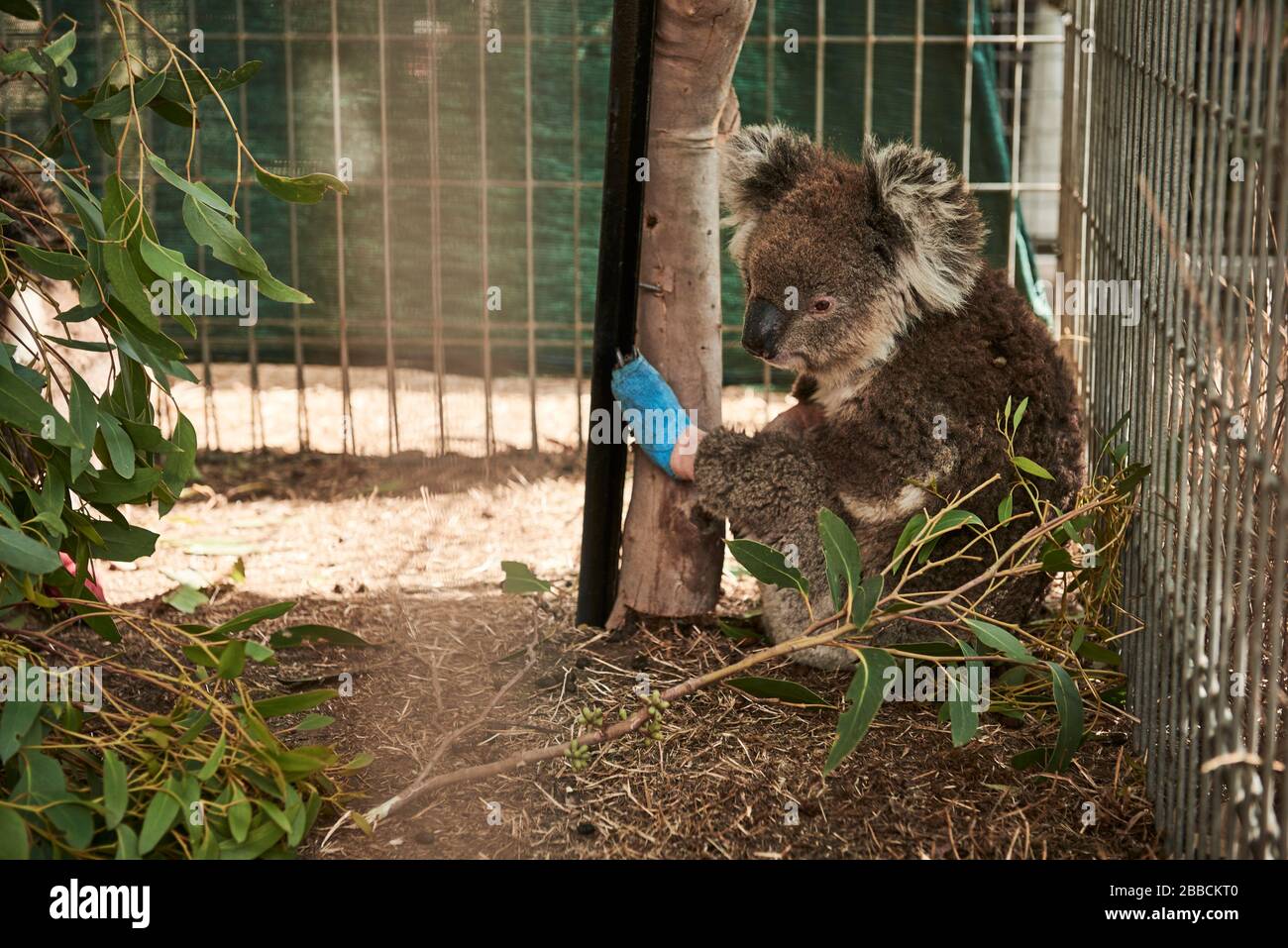 Koala injured in 2020 bushfires hi-res stock photography and images - Alamy