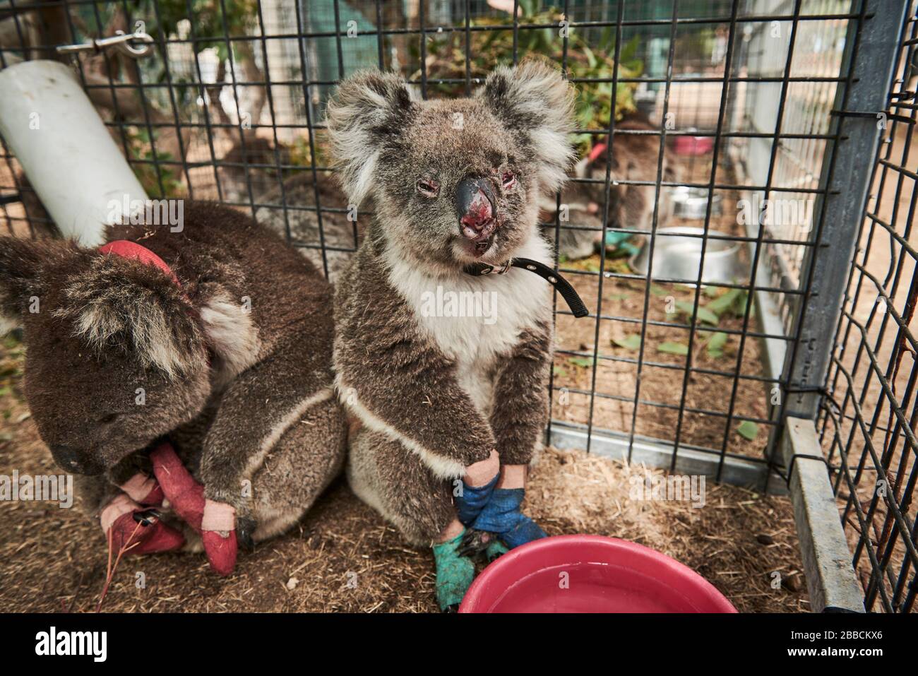 Koala injured in 2020 bushfires hi-res stock photography and images - Alamy