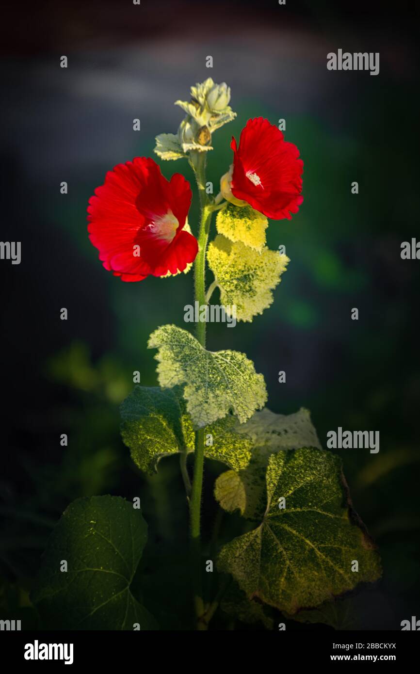 Althaea rosea, Alcea rosea, Malvaceae, Hollyhock, Hollyhock Mallow ...