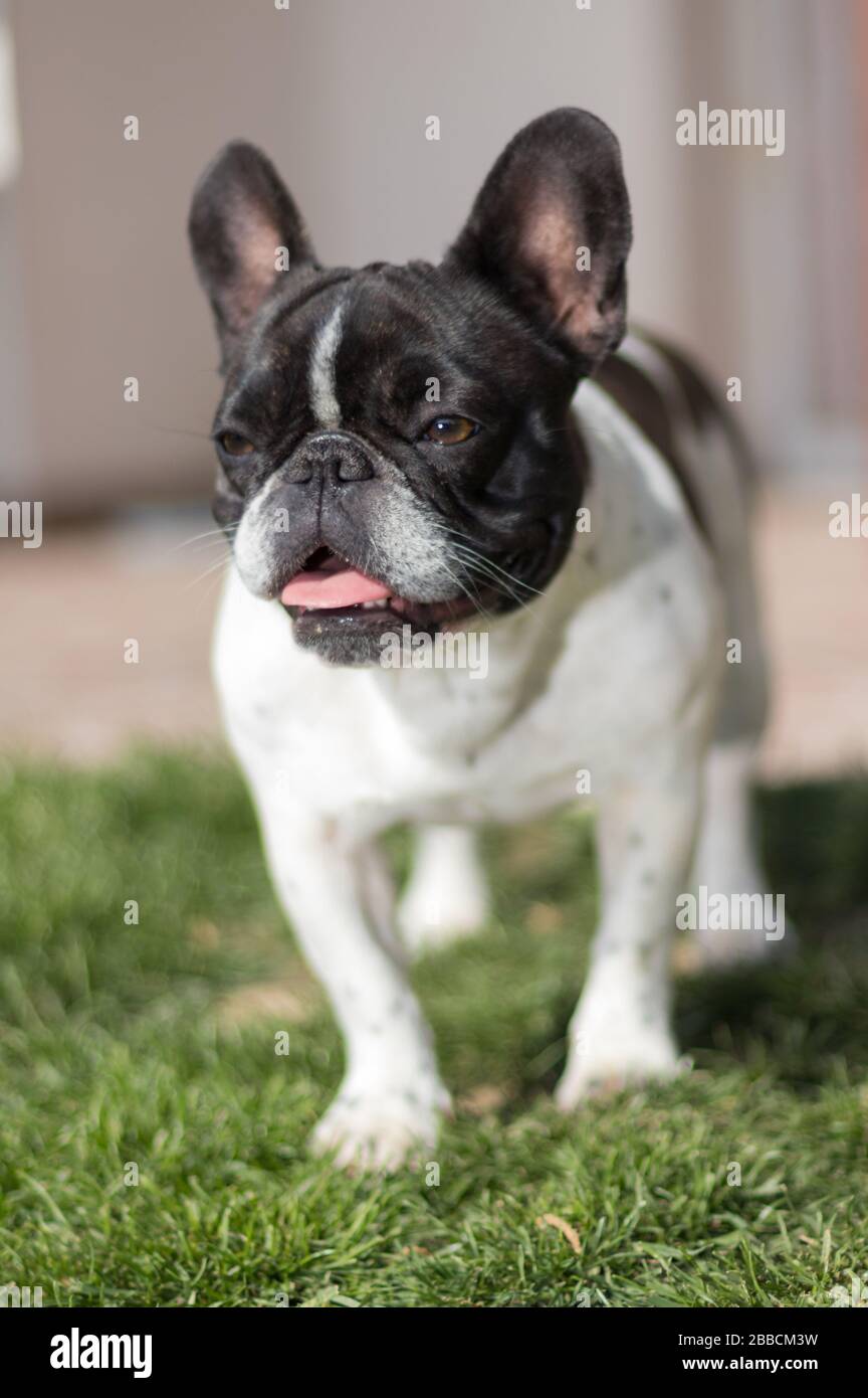 A cute black and white French Bulldog. Portrait with cute expression in ...